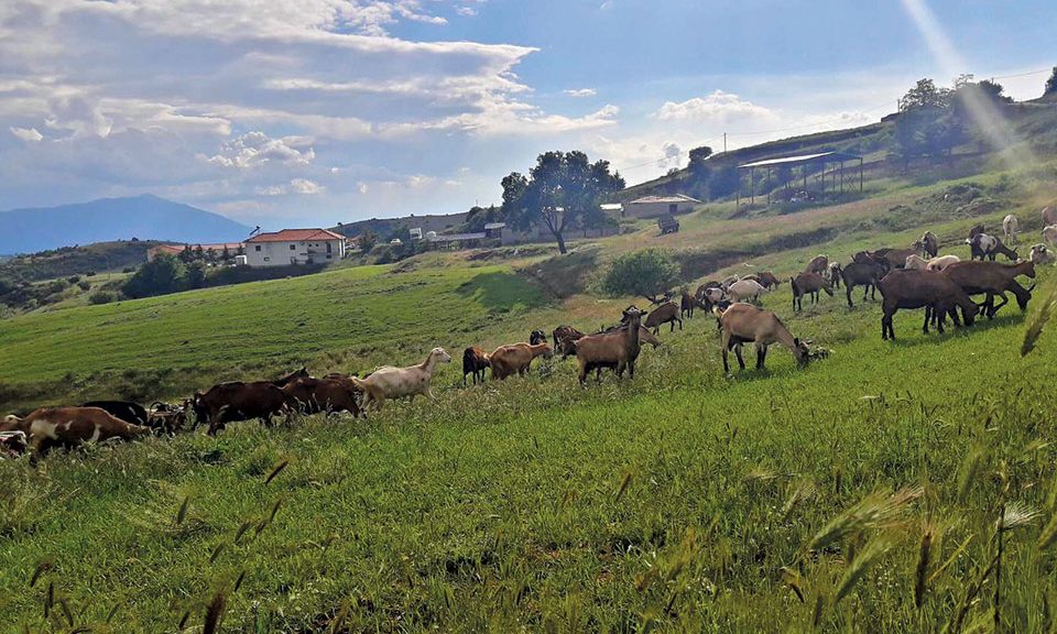 Το αγρόκτημα στο Λιβαδερό που βρήκε τρόπο ώστε η κτηνοτροφία να ...